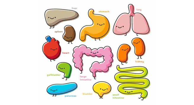10 Organs Humans Don t Need Read Health Related Blogs Articles 10 Organs Humans Don t Need Read Health Related Blogs Articles