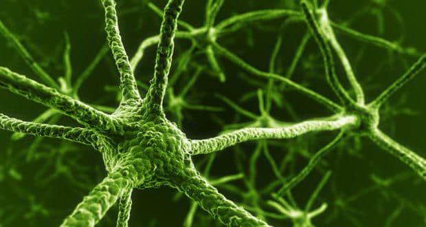 Gene therapy to help the brain repair damaged neurons | TheHealthSite.com