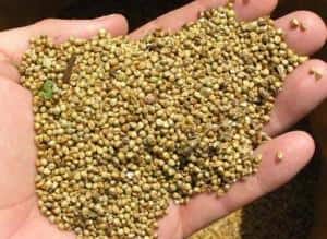 Can iron fortified pearl millets (bajra) solve the country’s ...