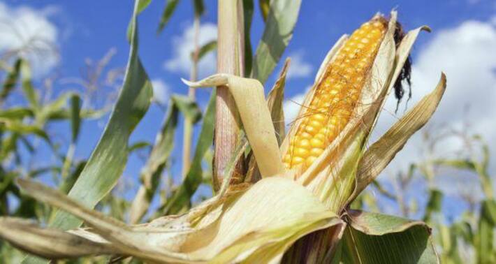 Top 9 reasons why corn or bhutta is an ideal snack! | TheHealthSite.com