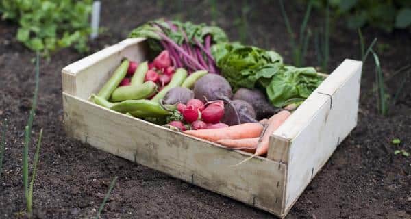 Why eating Satvik food is good for health | TheHealthSite.com