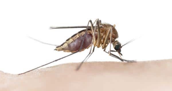 Dengue alert in Hyderabad, toll hits 80 | TheHealthSite.com
