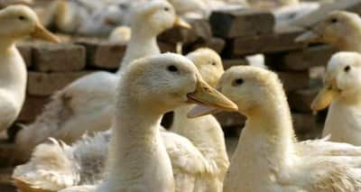 Bird flu - symptoms and spread | TheHealthSite.com