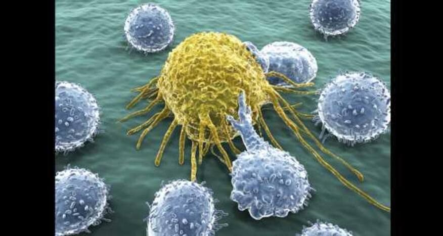 6 facts about immunity you didn't know | TheHealthSite.com