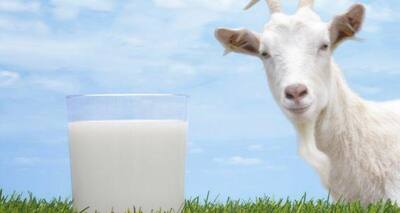 Top 7 Benefits of Goat’s Milk | TheHealthSite.com