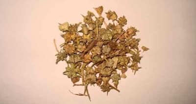 Gokhru: Health benefits and side effects | TheHealthSite.com