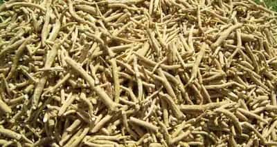 Musli: Health benefits and side effects | TheHealthSite.com