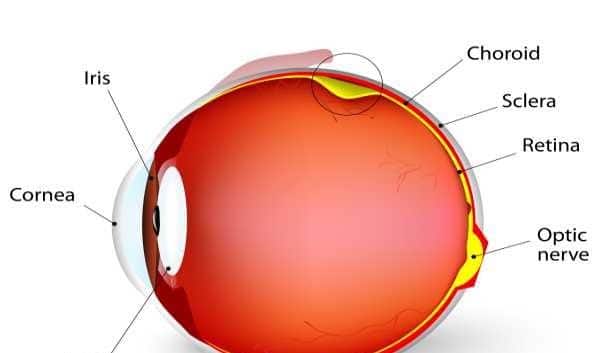 Blurred vision may indicate retinal disease, says study | TheHealthSite.com