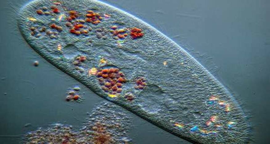 7 interesting facts about your belly button we bet you didn't know ...