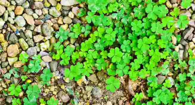 Use changeri or Indian Sorrel leaves to get rid of flat warts ...