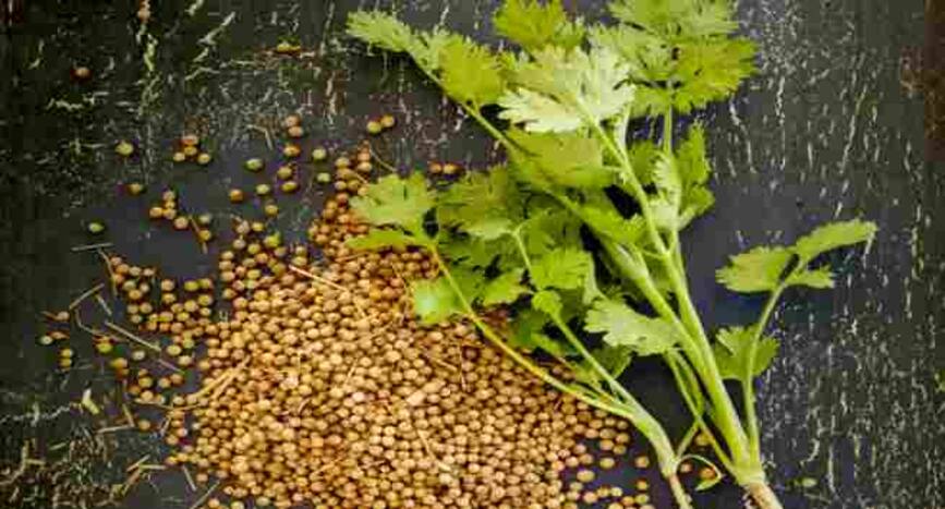 Daily Health Tip: 5 ways you can use coriander for hair loss, acne ...