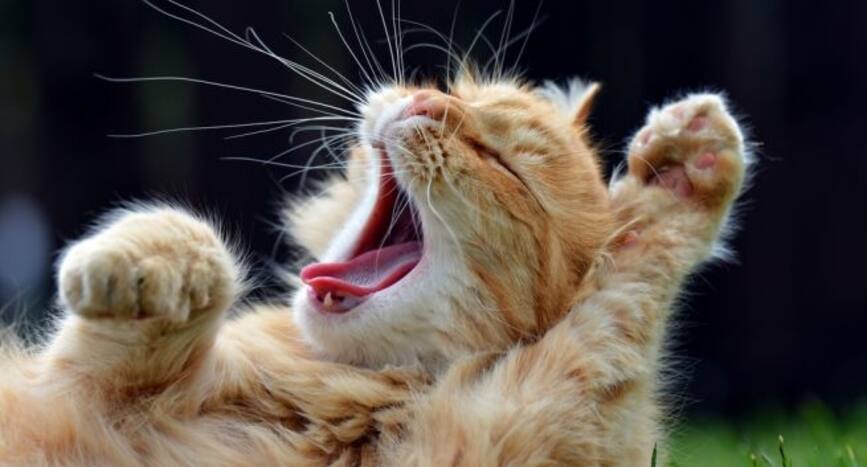 4 amazing health benefits of yawning that will surprise you ...
