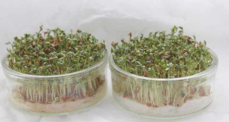 Halim Seeds Benefits: Is Garden Cress Seeds Good For Hair Growth ...