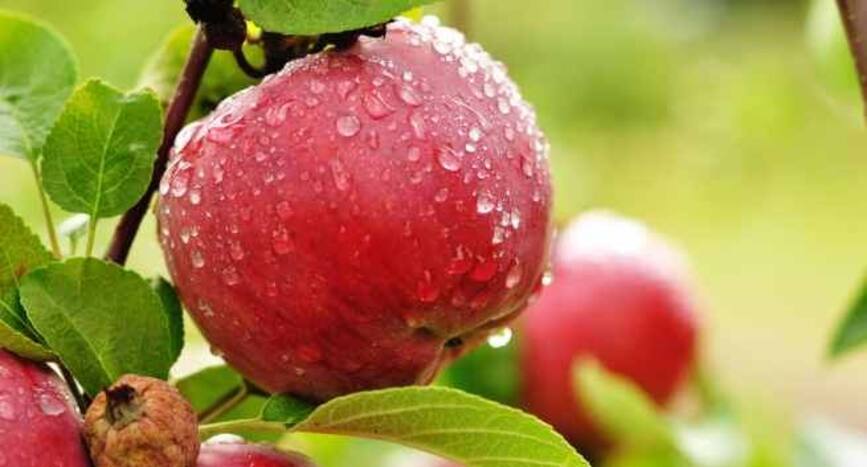 7 most pesticide-contaminated fruits and vegetables | TheHealthSite.com