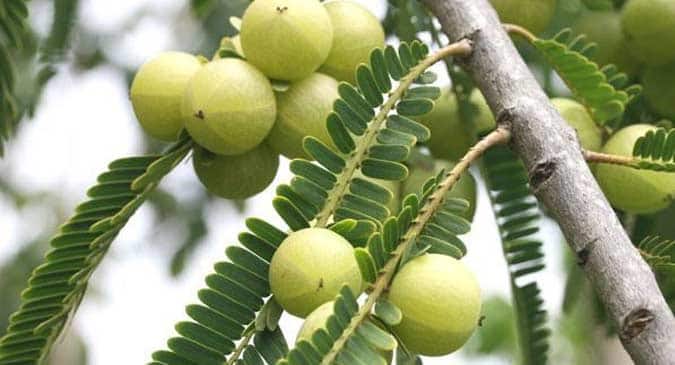 40 के उम्र में भी 16 जैसा यंग लुक पाने के लिए कैसे करेंगे आंवला का सेवन ...