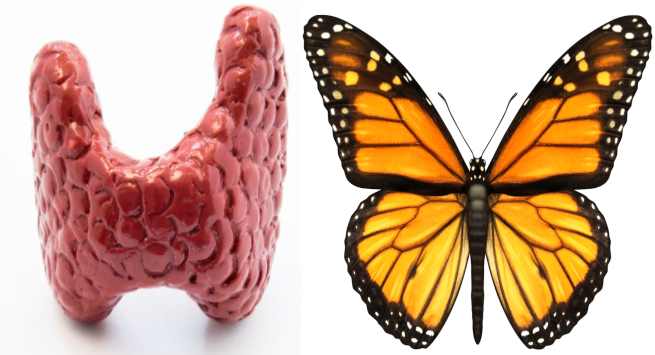 World Thyroid Day 2017: 7 amazing facts about the thyroid gland - Read ...
