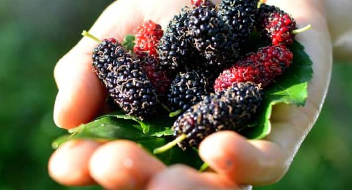 5 reasons why you should eat mulberries | TheHealthSite.com