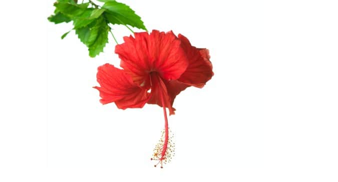 Lower your blood pressure with hibiscus or jaswanti flower ...