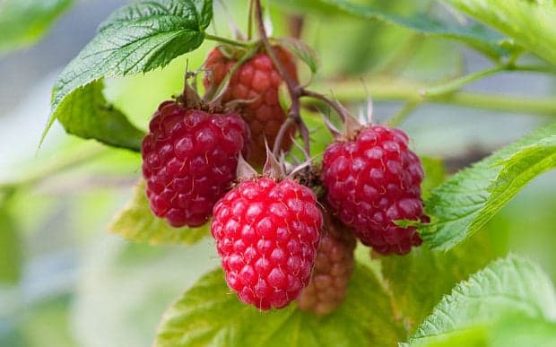 Raspberries खाने से आपको होते हैं ये 5 बड़े फायदे | TheHealthSite.com हिंदी