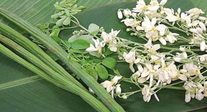 सहजन के पत्तों से ऐसे तेजी से कम हो सकता है वजन | TheHealthSite.com हिंदी