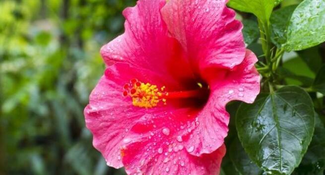 आर्टिफिशियल एयर फ्रेशनर की बजाय घर में लगाए ये महकते फूल ...