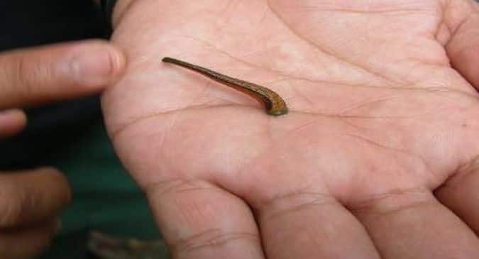 शरीर पर चिपक जाए जोंक, तो उसे इस आसान तरीके से छुड़ाएं | TheHealthSite ...