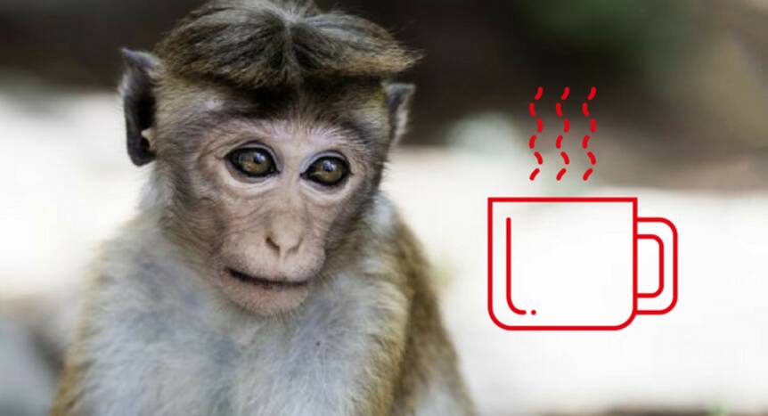 Coffee made from elephant dung, cat poop, monkey spit + other weird ...