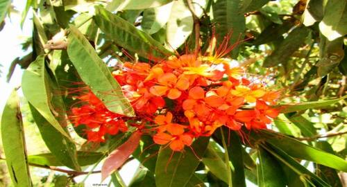 Saraca Asoca: Benefits, Uses and Side Effects Of Ashoka Herb ...