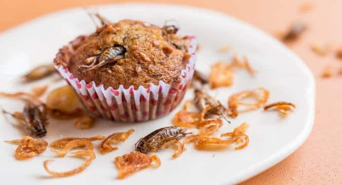 Cricket flour for proteins: are edible insects really the future of ...