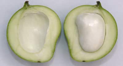 Summer wellness: 6 Health benefits of 'gutli' or mango seeds ...