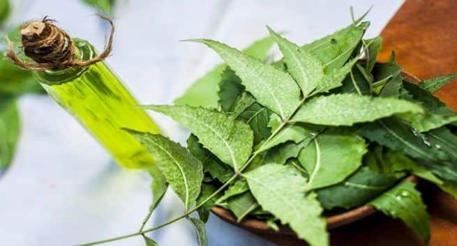 Neem: This wonder herb is a cornerstone in preventive health remedies ...