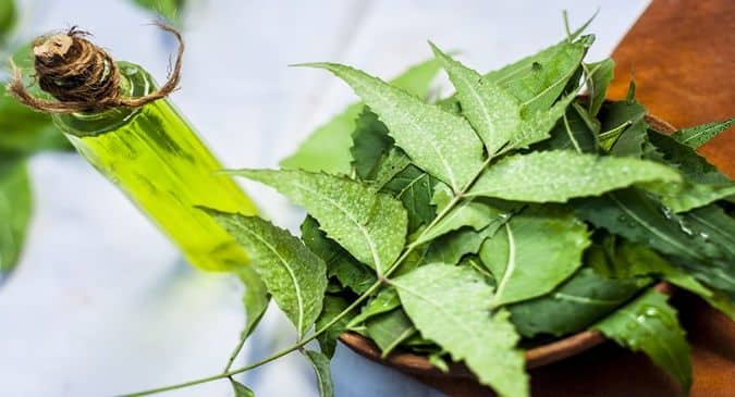 Neem: This wonder herb is a cornerstone in preventive health remedies ...
