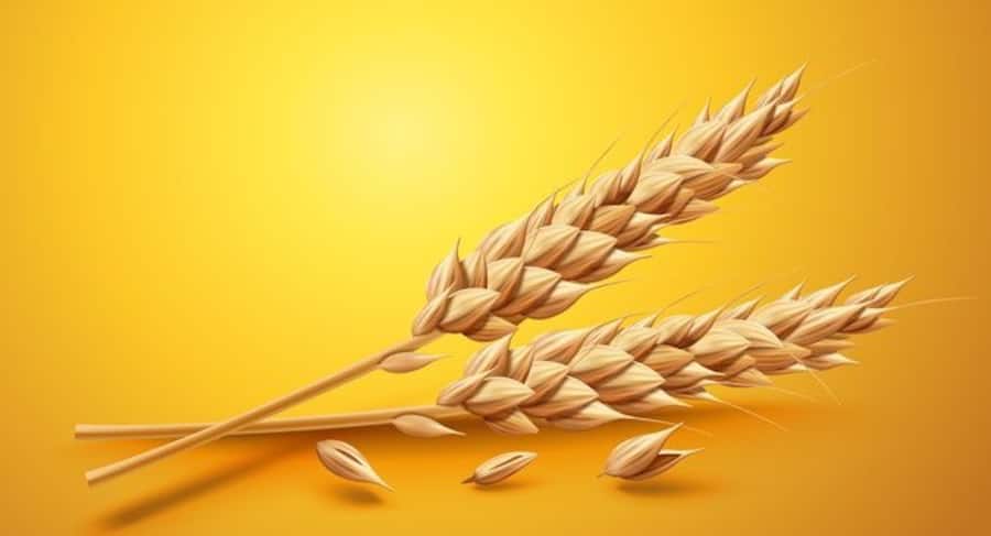 Scientists decode complex wheat genome, will help to identify genes ...