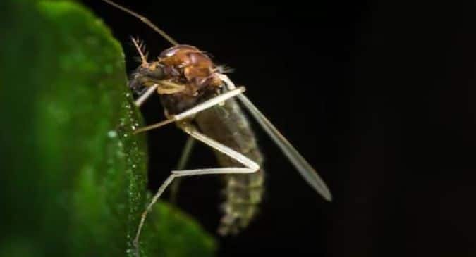 These wonder mosquitoes are being bred to fight deadly dengue ...