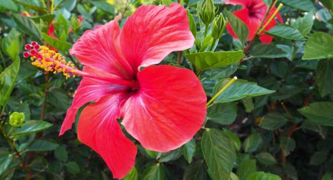 How China rose or hibiscus leaves can help you fight seasonal flu ...