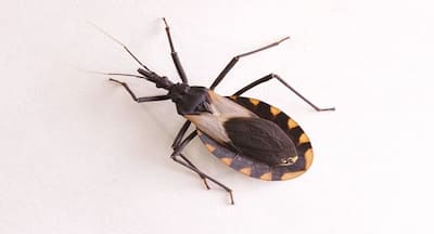 Chagas, a parasitic infection, is the new health scare of the world ...