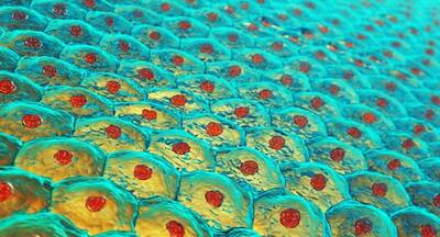 Researchers transformed tissue cells into skin cells to heal wounds ...