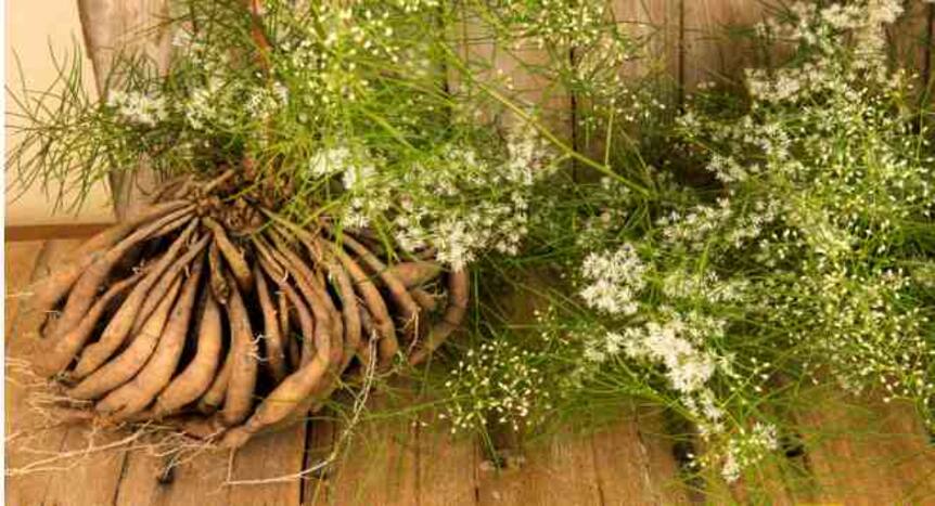 5 popular Ayurvedic herbs used in the treatment of PCOS | TheHealthSite.com