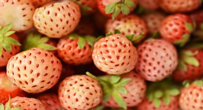 Incredible health benefits of pineberries | TheHealthSite.com
