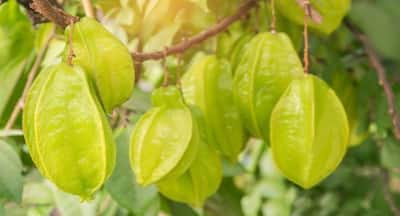 What are the health benefits of starfruit? | TheHealthSite.com