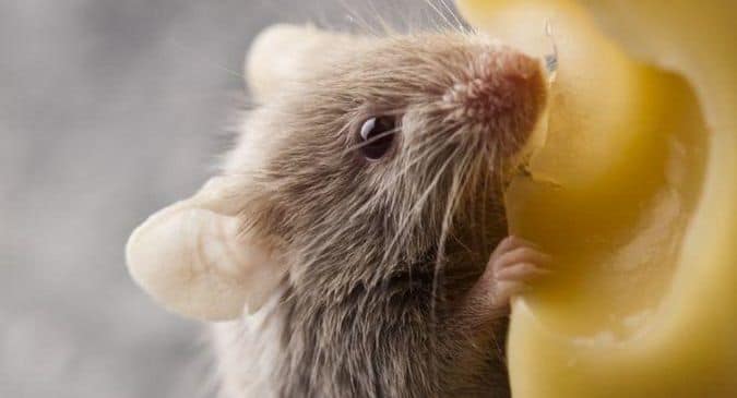 Hair regrown on damaged skin on lab mice: Researchers | TheHealthSite.com