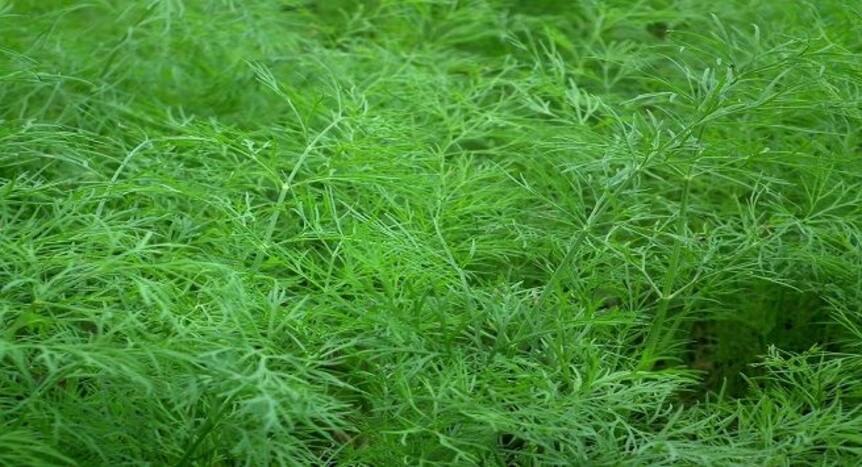 Dill leaves: the powerhouse of health benefits | TheHealthSite.com