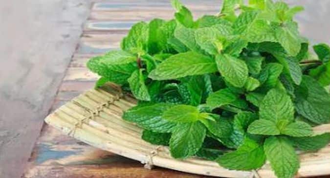 Today Health Tips: Why you should include mint in your diet ...