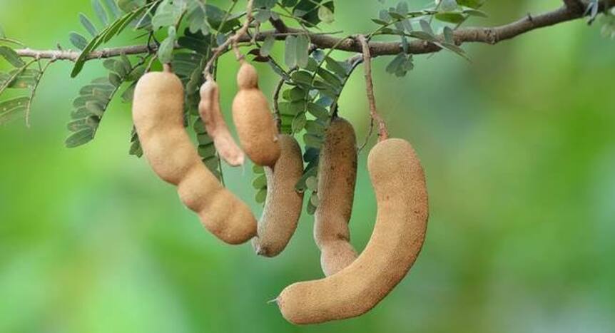 Beauty Tips: 5 Kitchen Ingredients For Hair And Skin Care ...