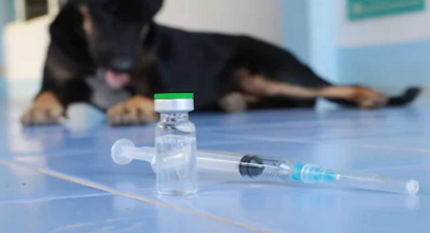 Watch out for these symptoms of rabies | TheHealthSite.com