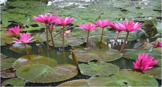 kamal kakdi Benefits : कमल ककड़ी खाने से होते हैं सेहत को ये बेमिसाल ...