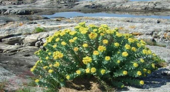 Solo herb benefits: ‘सोलो’ जड़ी बूटी के सेहत लाभ, PM मोदी ने बताए ...