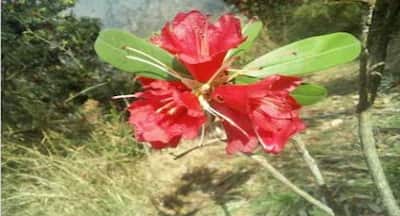 Buransh benefits in hindi, %%page%% %%sep%% TheHealthSite Hindi ...