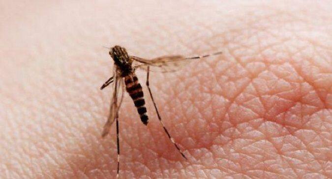 malaria - skin disease - psoriasis - mosquitoes - malaria parasites ...
