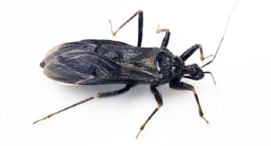 Drug for Alzheimer's, Treat Chagas disease, Chagas disease treatment ...